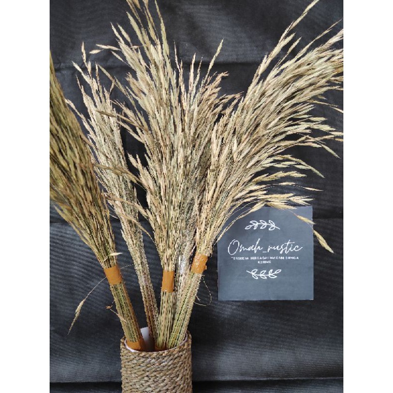 Jual PADI PADIAN GUNUNG / Lothea grain / dried flowers / bunga kering ...