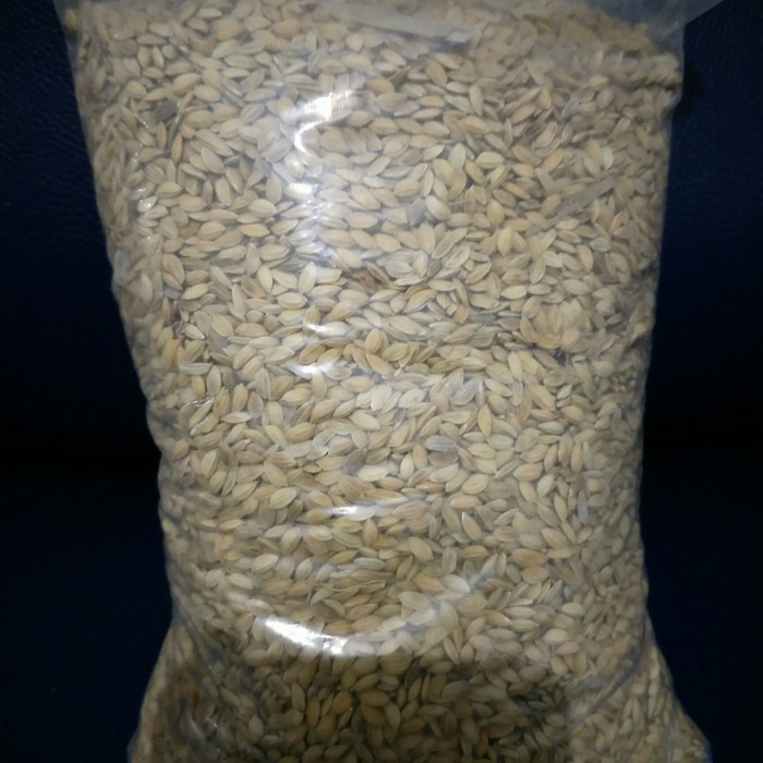 Jual gabah bangkok/gabah pakan burung/gabah bangkok 500 gram/gabah ...