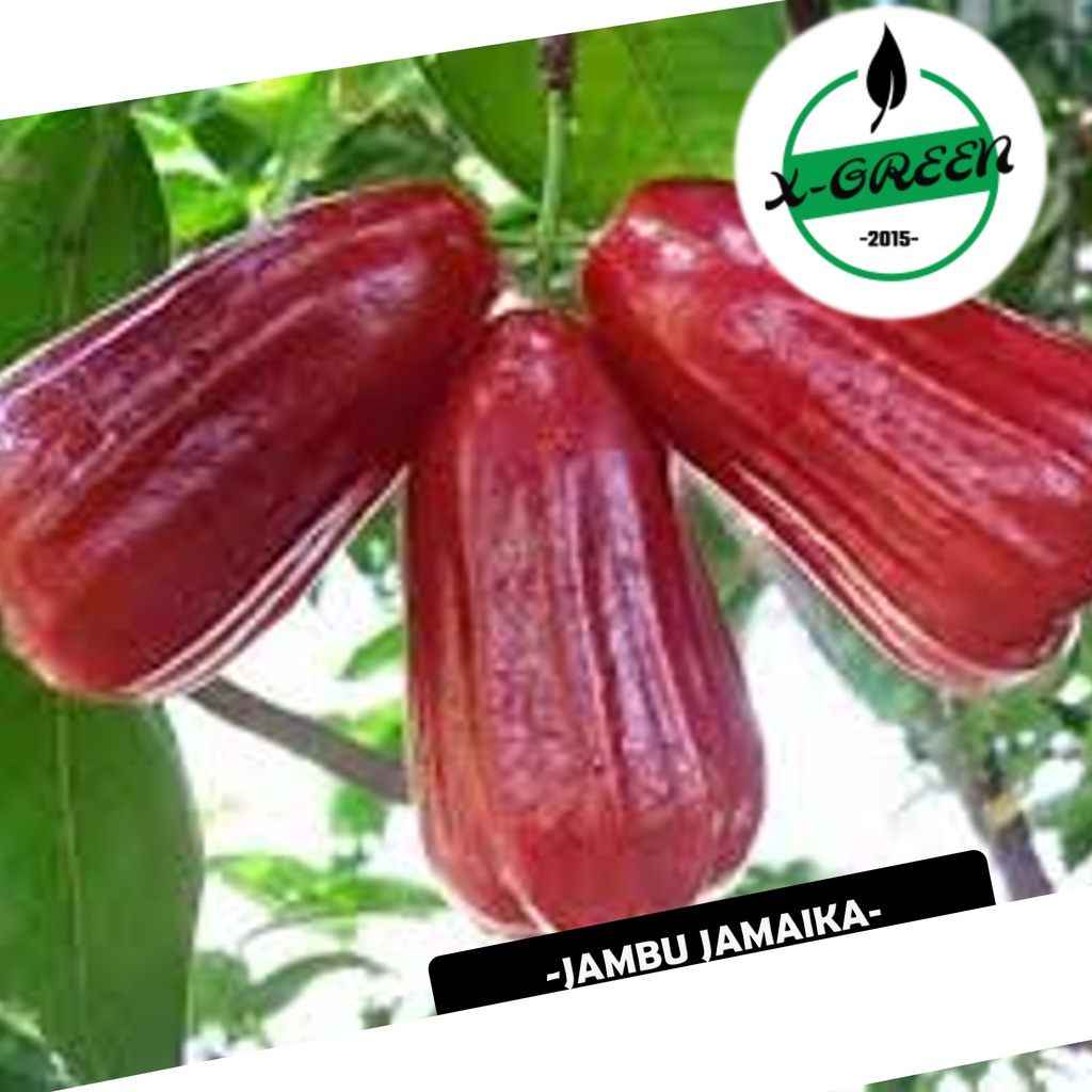 Jual 10 Pohon Jambu Jamaika - (X-Green) | Shopee Indonesia
