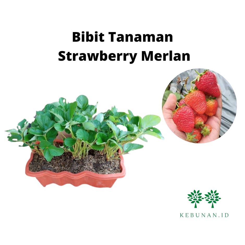 Jual Bibit Strawberry Merlan/ Strawberry Bunga Pink Unik/Tanaman ...