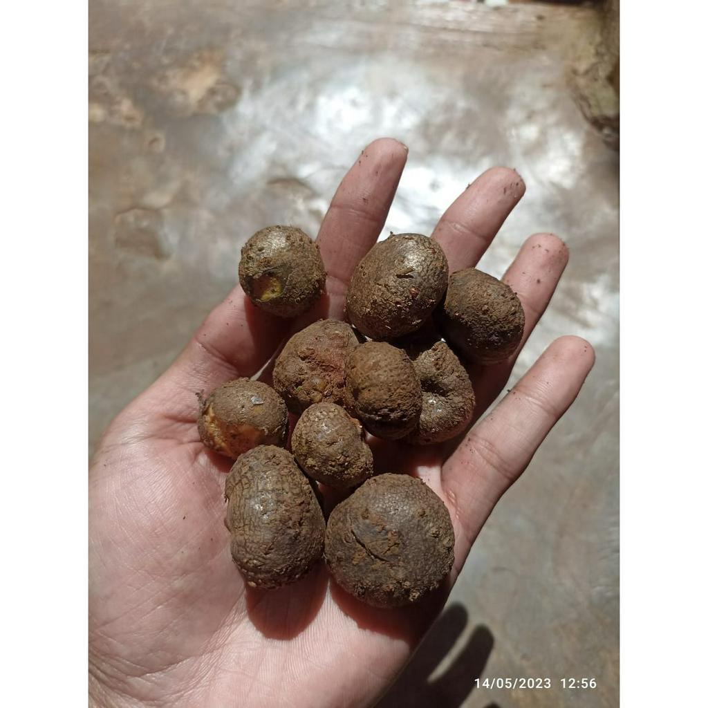 Jual bibit porang atau bulbil porang/katak porang | Shopee Indonesia