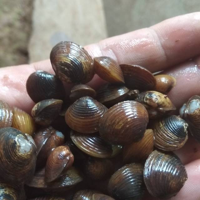 Jual Remis haremis kerang airtawar 100 gram | Shopee Indonesia
