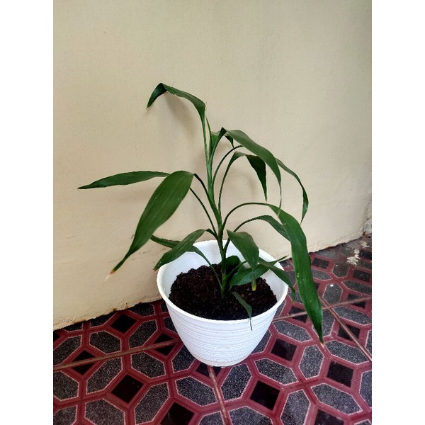 Jual tanaman hias bambu rezeki lucky bamboo bambu hoki keberuntungan ...