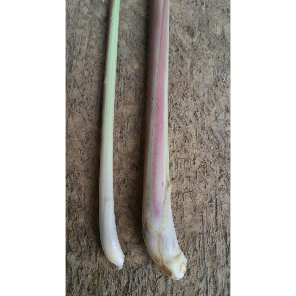 Jual Bibit Temu Putih - Tanaman Curcuma Zedoaria - Pohon Obat Herbal ...