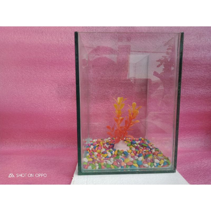 Jual Soliter 15 x 15 x 20cm Free tanaman & batu Warna, Aquarium cupang ...