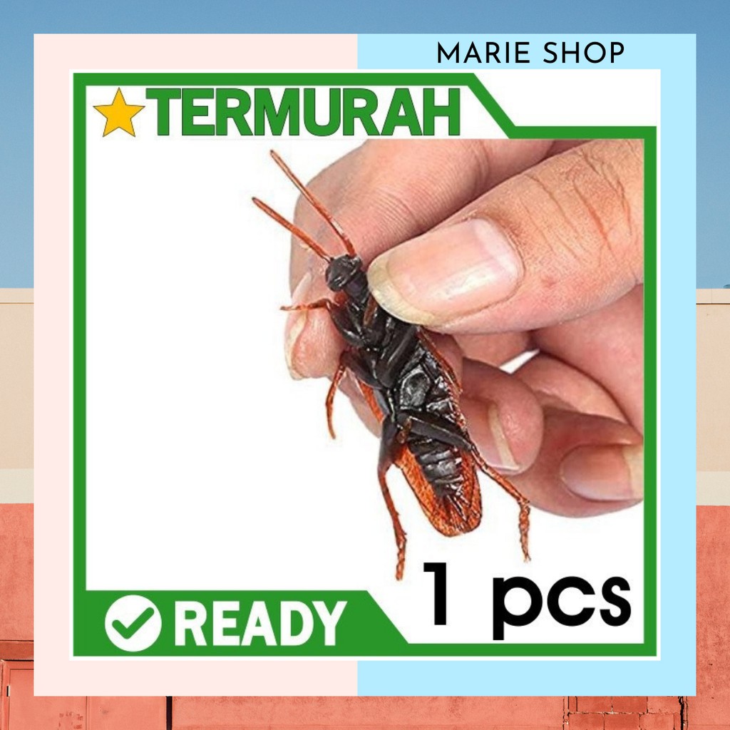 Jual KECOAK / KECOA / KECOAK MAINAN / KECOA MAINAN / KECOAK PLASTIK ...