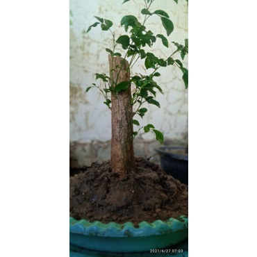 Jual Bahan Bonsai Viral Kemuning Dongkelan Akar Melingkar Unik Keren ...