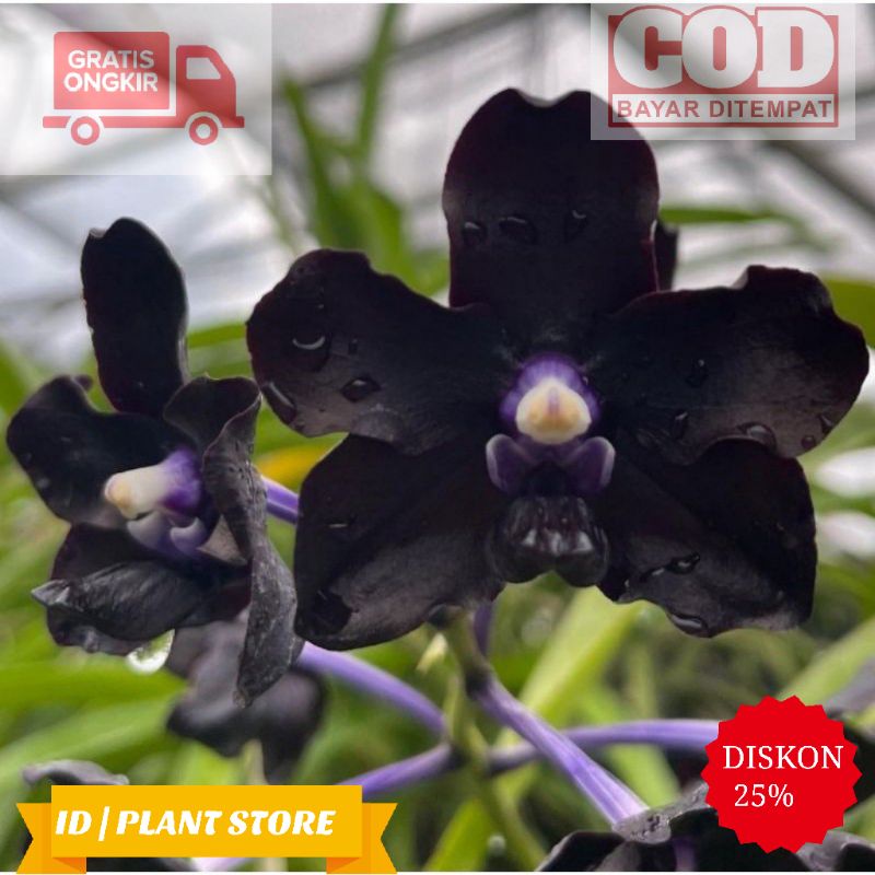 Jual Seedling Anggrek Dendrobium Black Thailand - Anggrek dendrobium ...