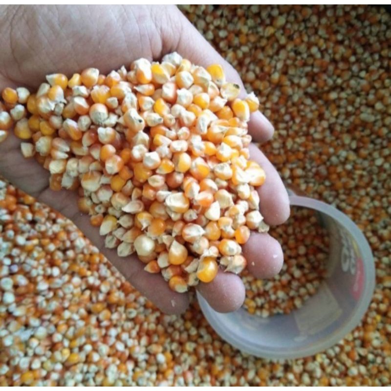 Jual Jagung Pakan burung Dara/merpati 500 gram | Shopee Indonesia