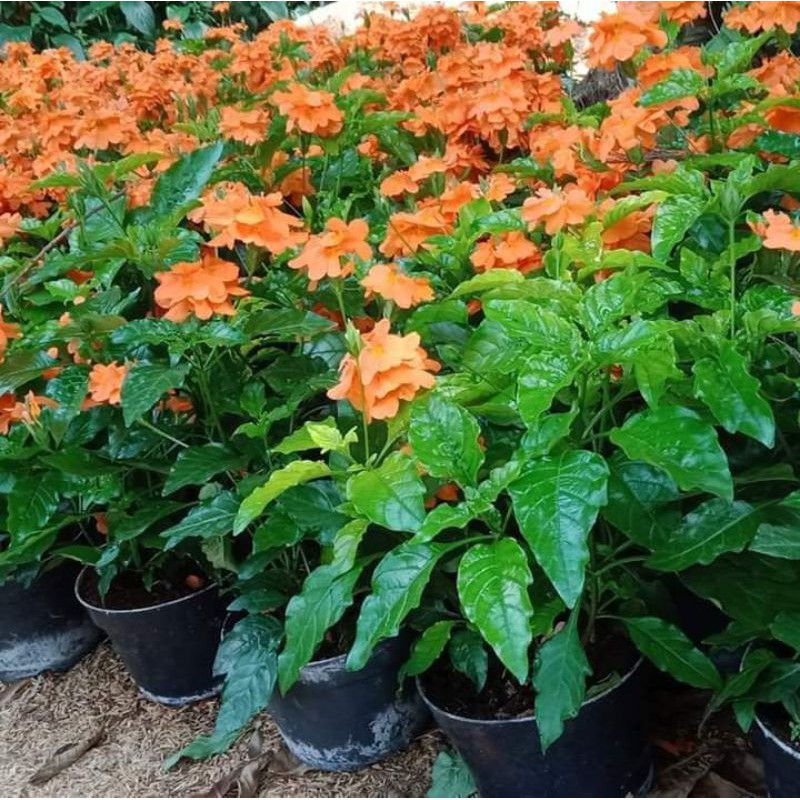 Jual tanaman hias krosandra orange/bunga krosandra/tanaman hidup ...