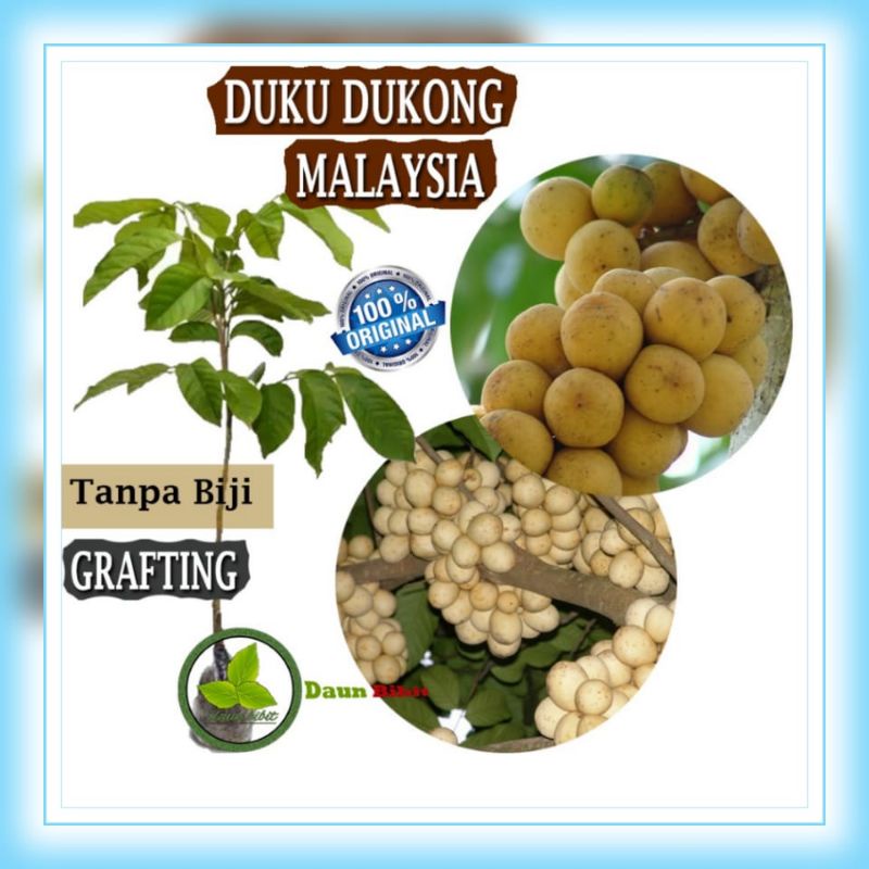 Jual Bibit duku tanpa biji dukong ( duku malaysia ) | Shopee Indonesia