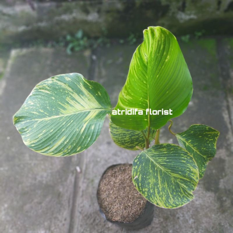 Jual Calathea lutea variegata - kalatea pisang varigata | Shopee Indonesia