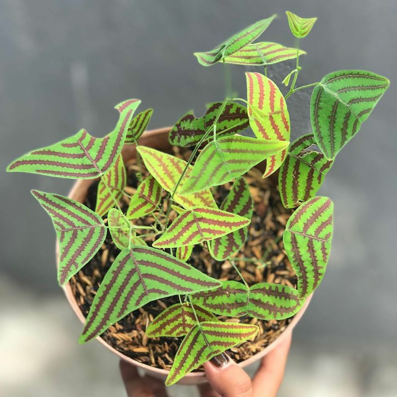 Jual tanaman hias oxalis batik | Shopee Indonesia