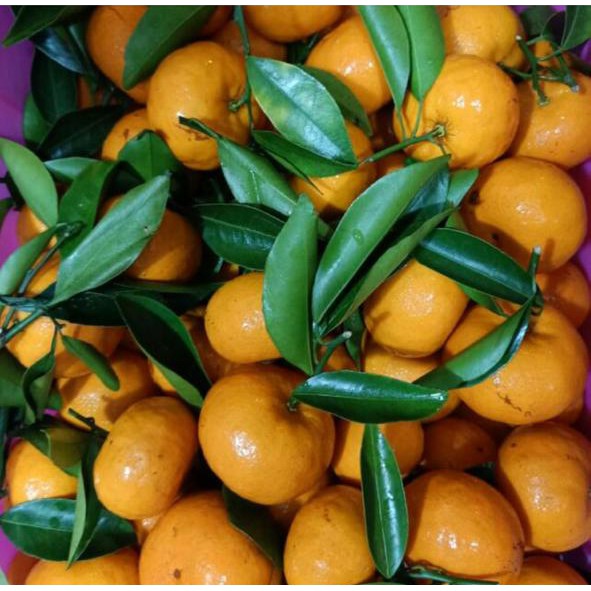 Jual Jeruk Shantang Santang Daun Import Impor 500gram [RUMAH BUAH ...