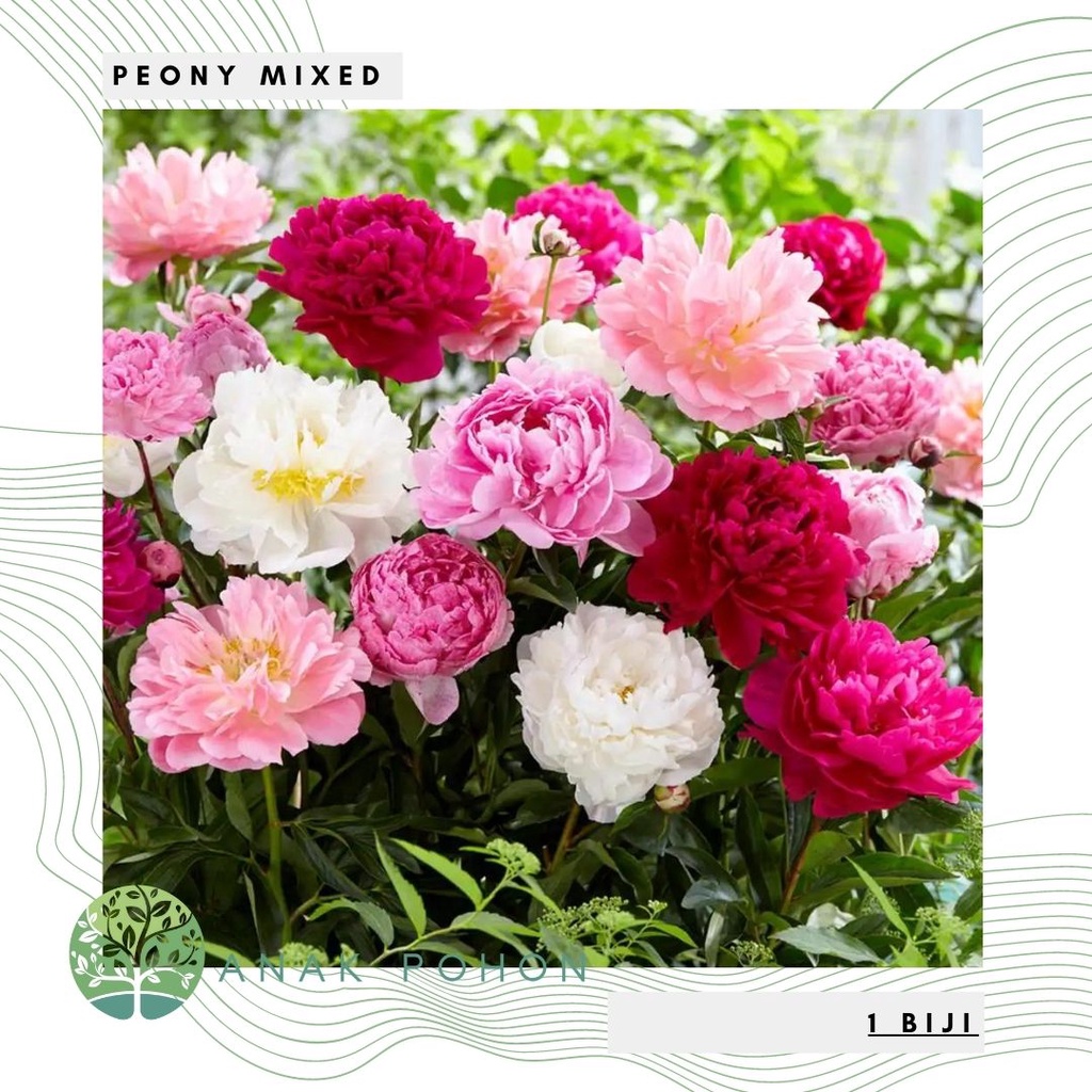Jual Benih Bibit Biji - Bunga Peony Mix (Paeonia lactiflora) Color ...