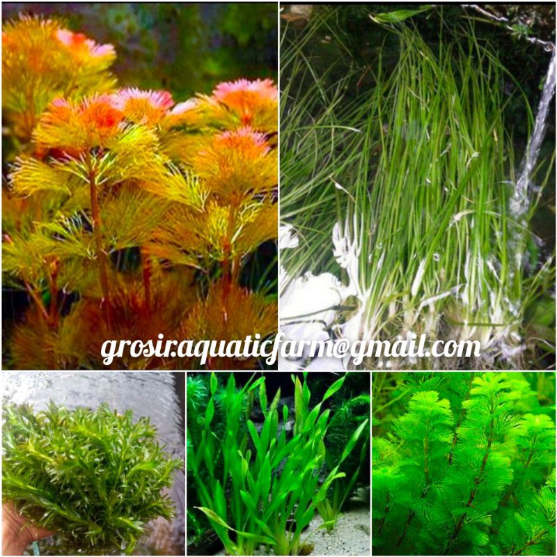 Jual paket stemp plant mix 50 btg-tanaman aquascape | Shopee Indonesia