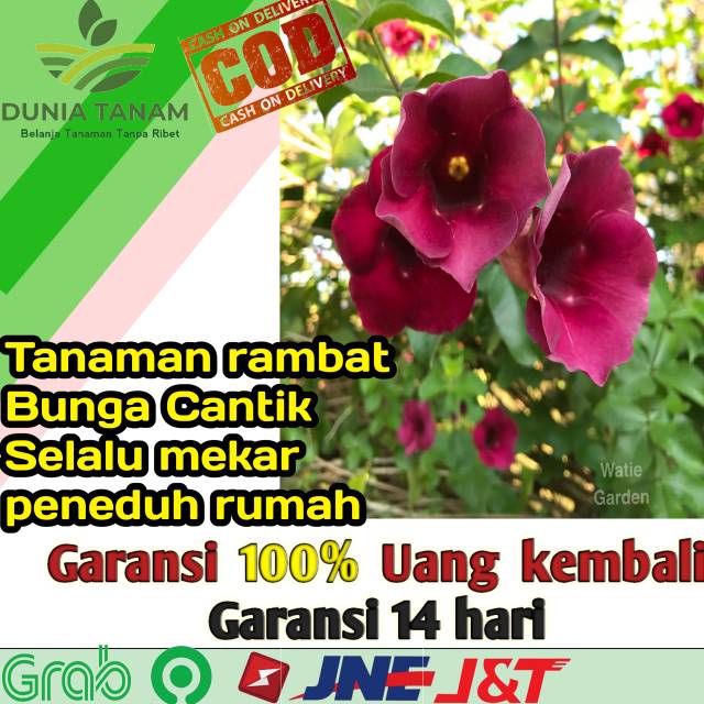 Jual bibit Tanaman hias gantung bunga rambat allamanda Alamanda bangkok ...