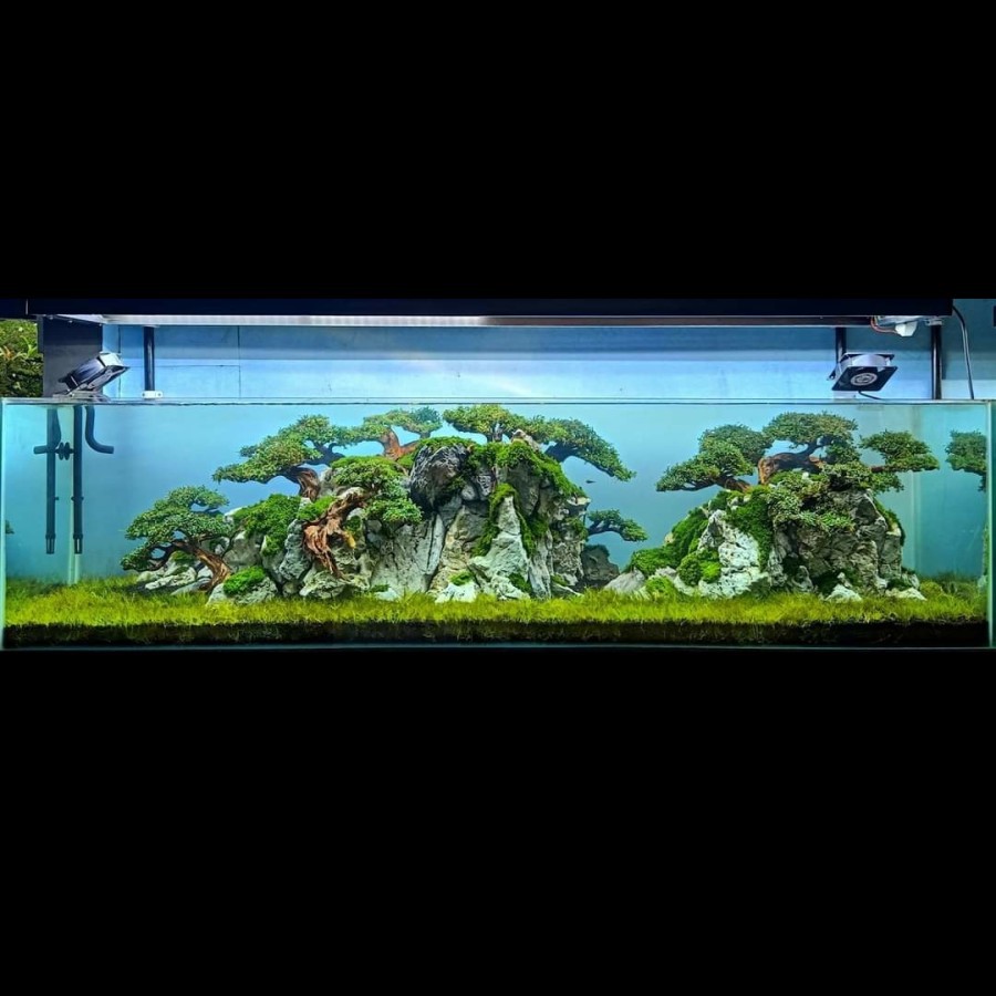 Jual Nickz Aquascape Natural Bonsai 200cm Fullset | Shopee Indonesia