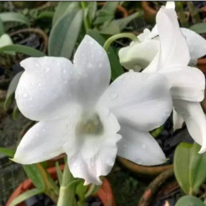 Jual Anggrek Dendrobium Pure Delight Dewasa | Shopee Indonesia