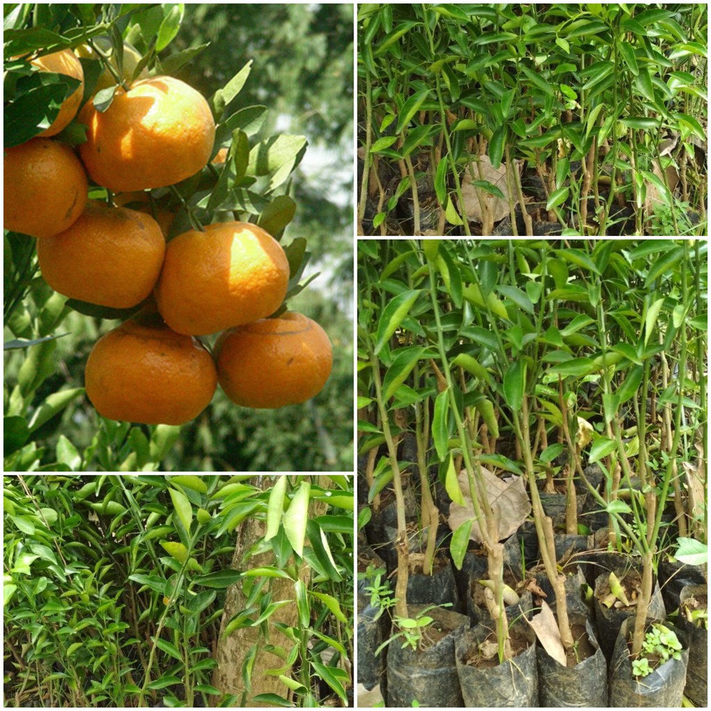 Jual BIBIT JERUK KEPROK MANIS/KEPROK BATU55 OKULASI CEPAT BERBUAH ...