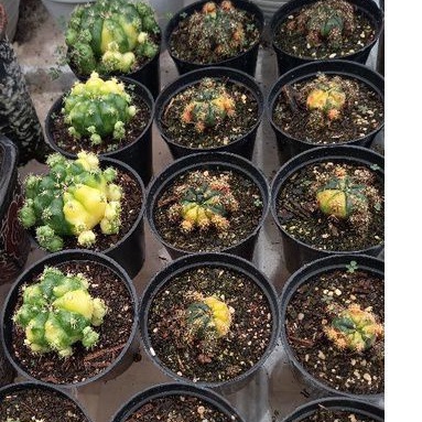 Jual gymno damsi varigata | Shopee Indonesia