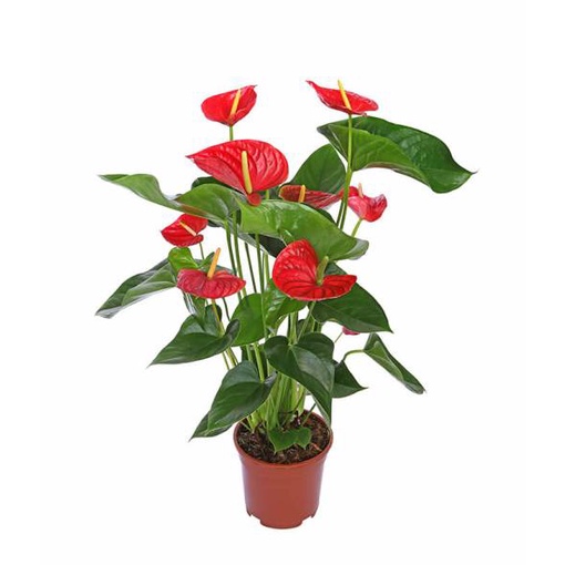 Jual tanaman bunga anturium merah // Anthurium Mickey Mouse Bunga Merah ...