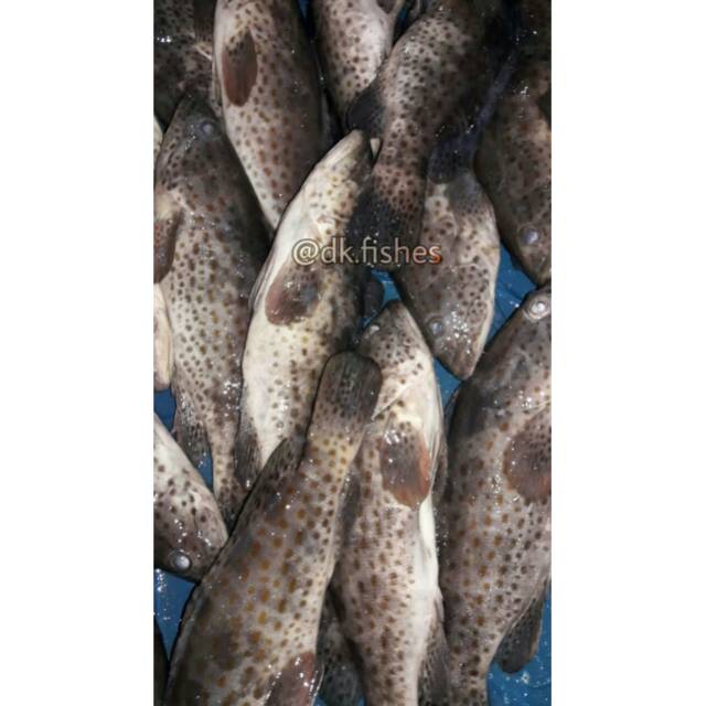 Jual Kerapu B / Pack 1kg | Shopee Indonesia