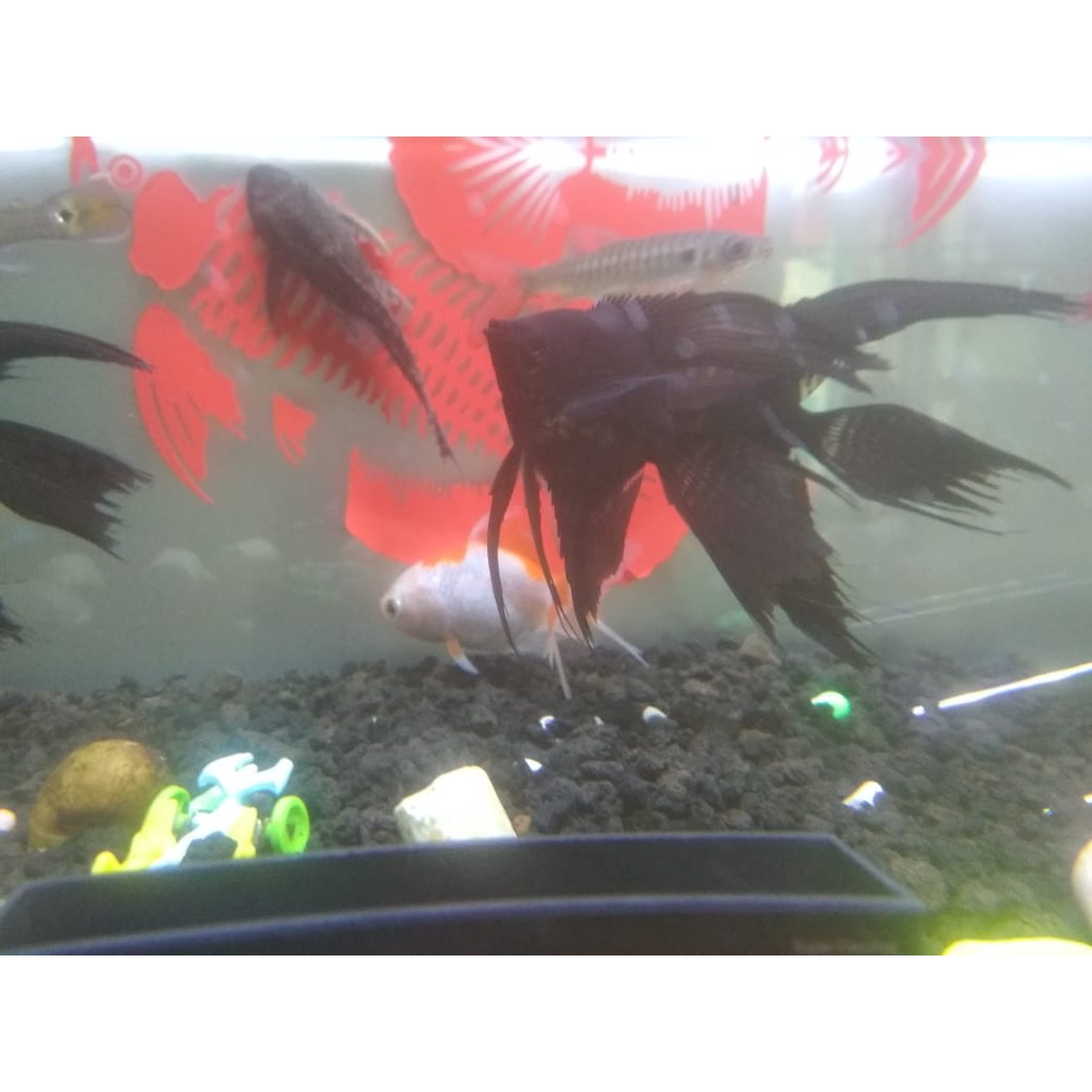 Jual Ikan Hias Manfish Hitam Slayer | Shopee Indonesia