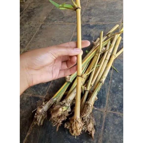 Jual Benih Bambu Kuning pengusir setan. | Shopee Indonesia
