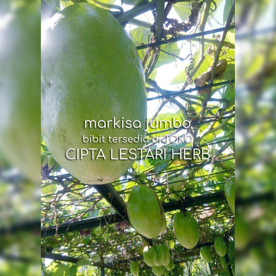 Jual sl1m bibit pohon buah markisa jumbo - tanaman erbis besar pky ...