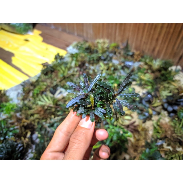 Jual Buce mix catherine, velvet, dan ghost black | Shopee Indonesia