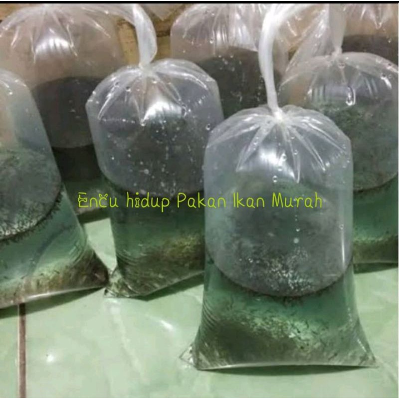 Jual JENTIK ENCU HIDUP PAKAN IKAN MURAH STERIL METALIN BLUE | Shopee ...
