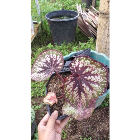 Jual begonia campur warna, begonia garis bintang, begonia murah ...