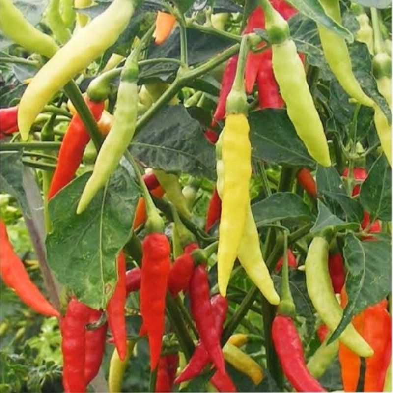 Jual ID 25 BIJI - BENIH CABAI RAWIT JUMBO F1 - BIBIT SAYURAN BENIH ...