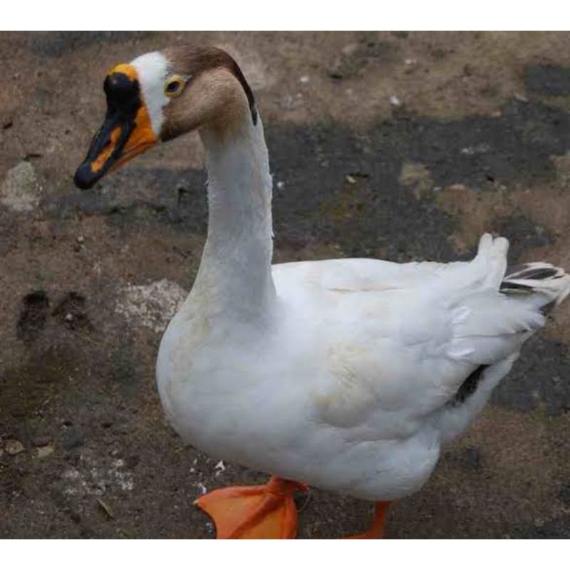 Jual TELUR ANGSA SOANG HIAS FERTIL UNTUK DITETASKAN | Shopee Indonesia