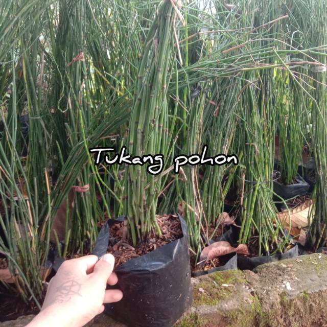 Jual Tanaman bambu air-tanaman hias bambu air | Shopee Indonesia