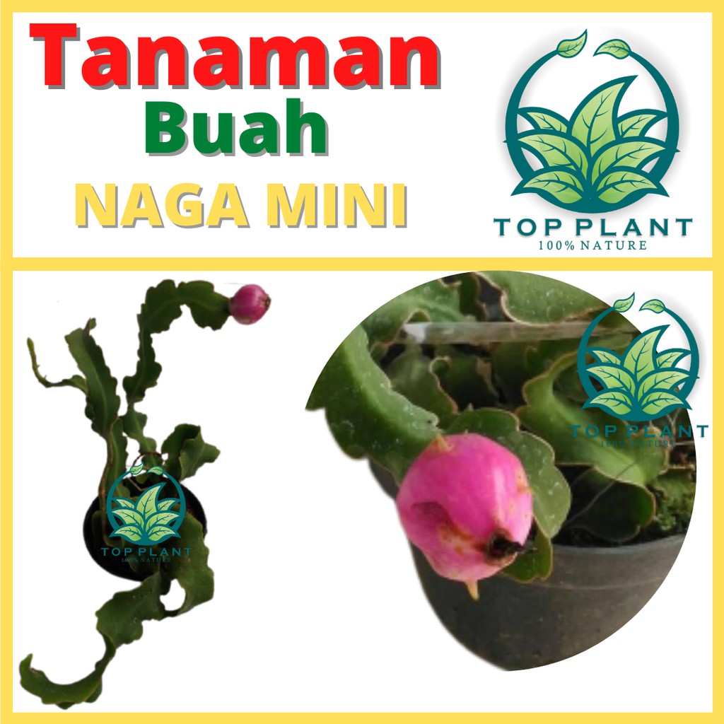 Jual Tanaman Buah Naga Mini (epiphyllum guatemalense monstrose) Siap ...