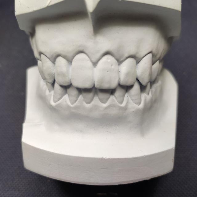 Jual Model study gips gipsum gigi dental | Shopee Indonesia