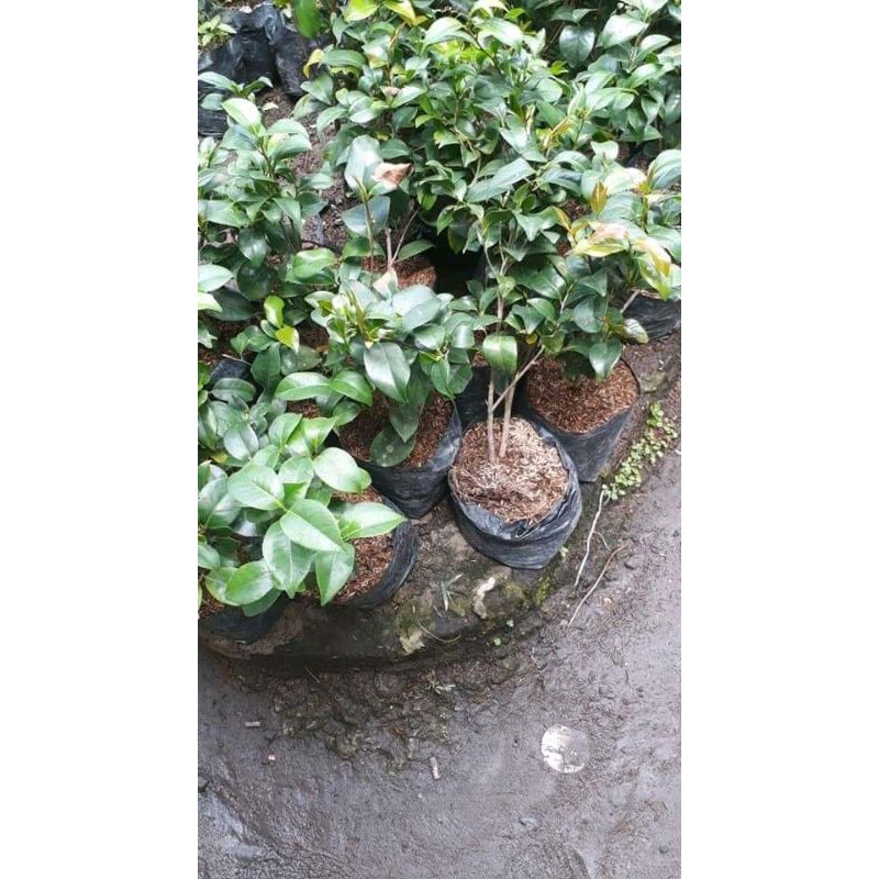Jual Bibit Bunga Camelia Jumbo (WISATA FLORA) | Shopee Indonesia