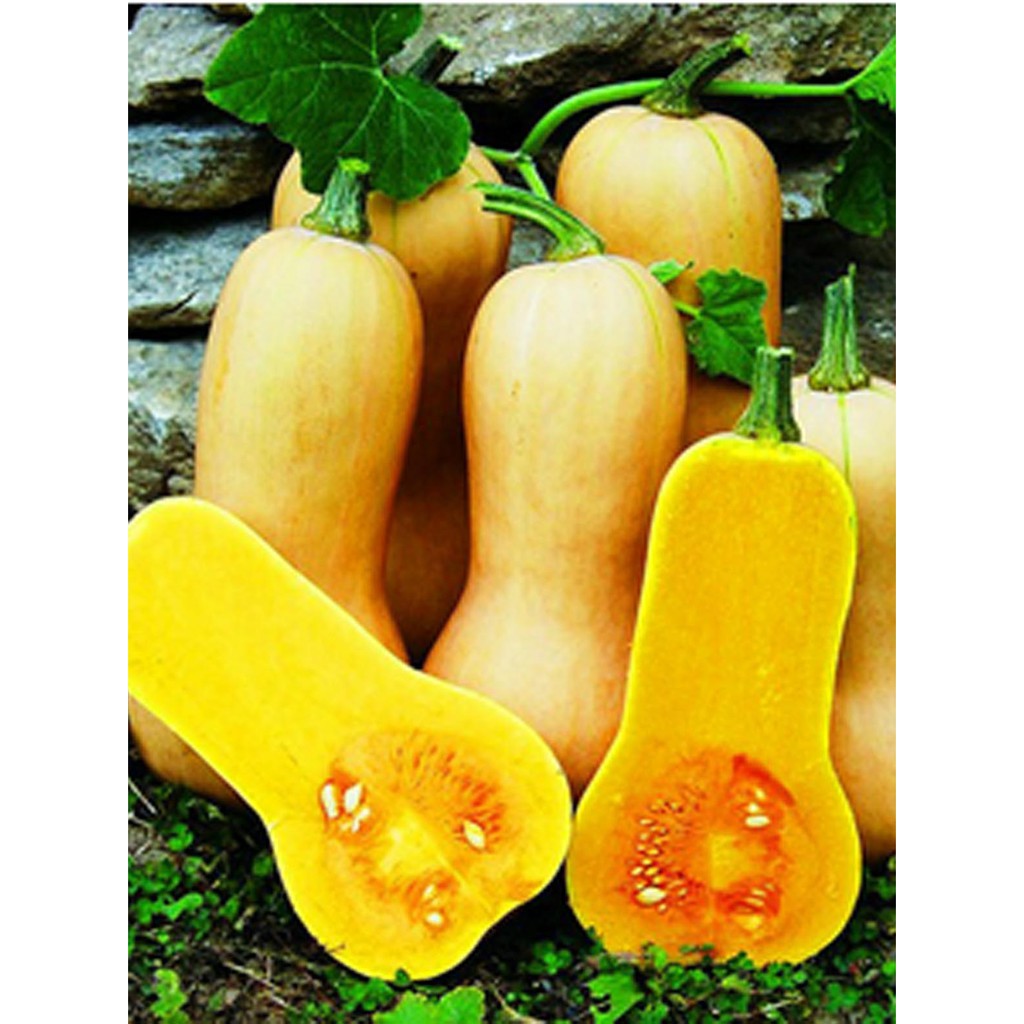 Jual Bibit Benih Biji Labu Madu F1 Butternut Squash - Biji Tanaman ...
