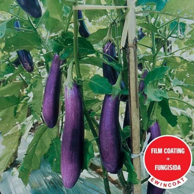 Jual Benih TERONG UNGU (isi-3) F1 Mustang - Biji Bibit Sayur | Shopee Indonesia