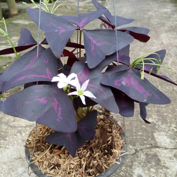 Jual Oxalis triangularis - Butterfly Plant (Tanaman Kupu-kupu) | Shopee ...