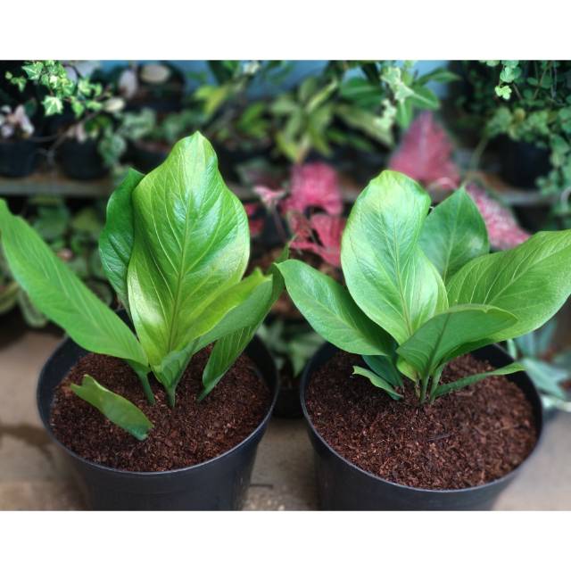Jual Anthurium Jenmani Cobra / Anthurium Jemani Cobra / Jemani Cobra ...