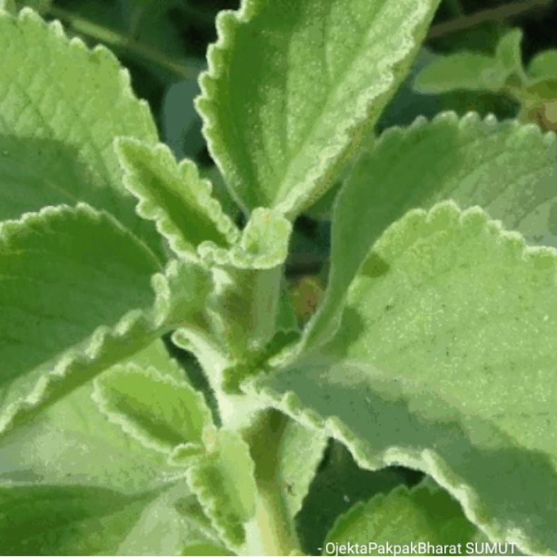 Jual Bibit Bangun bangun Tanaman Herbal Boldo Daun Herbal Jinten ...