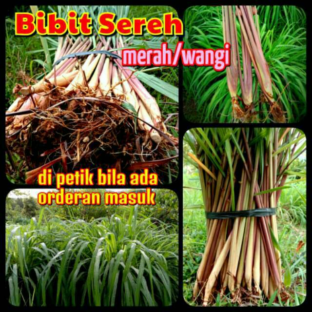 Jual Tanaman herbal sereh wangi (Cymbopogon nardus) / serai merah obat ...