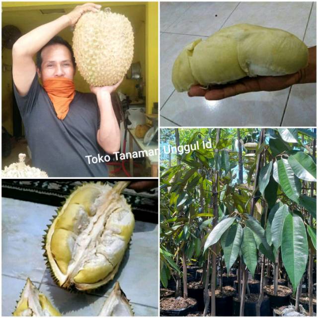 Jual Bibit Durian Kane (Cane) | Shopee Indonesia