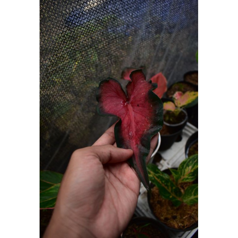 Jual Tanaman hias keladi Red Ruffles / lidah api | Shopee Indonesia