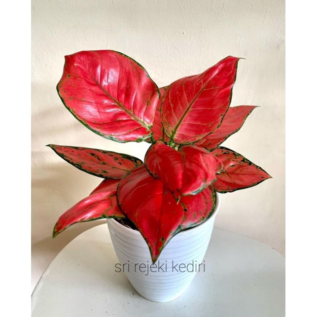 Jual Tanaman Hias Aglonema Red Anjamani / Tanaman Hias Anakan Aglonema ...