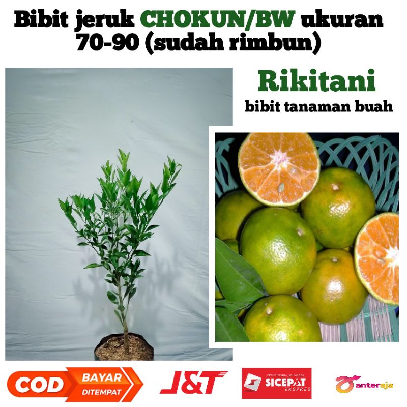 Jual bibit jeruk chokun/bw sudah rimbun Valid(Bibit unggul) | Shopee ...