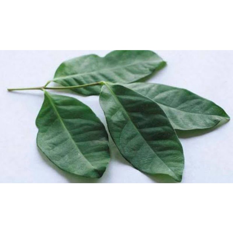 Jual daun salam segar dipetik dadakan 20 lembar | Shopee Indonesia